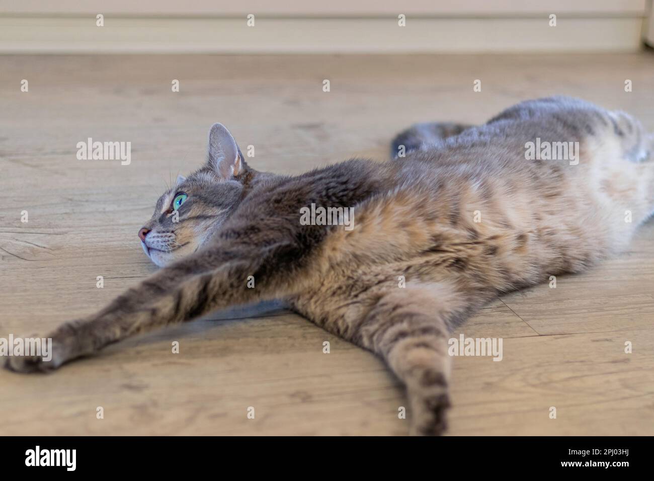a beautiful gray cat lies on its side on the floor. Pets. soft focus ...