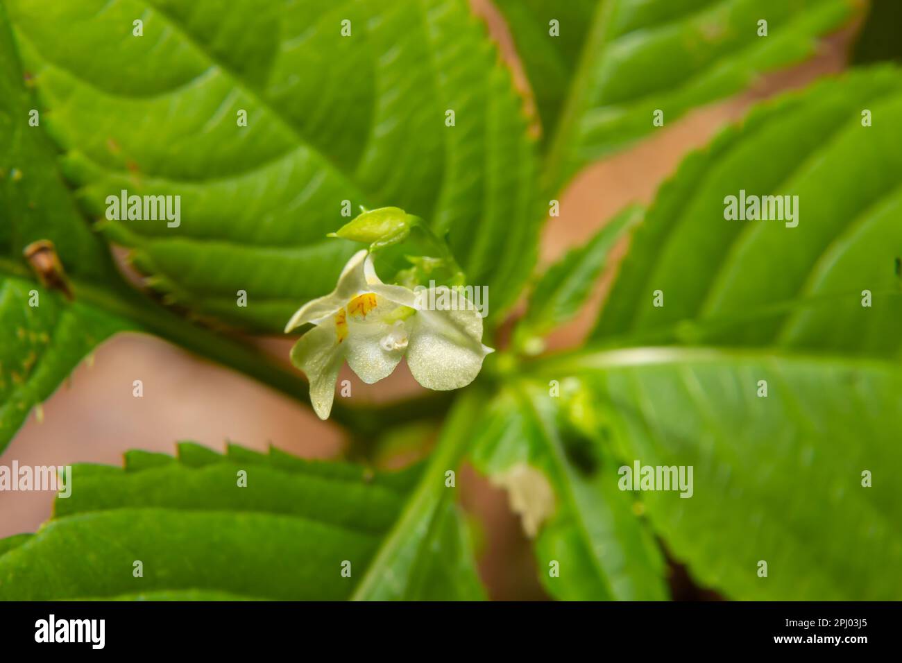 Small balsam or small-flowered touch-me-not Impatiens parviflora yellow ...