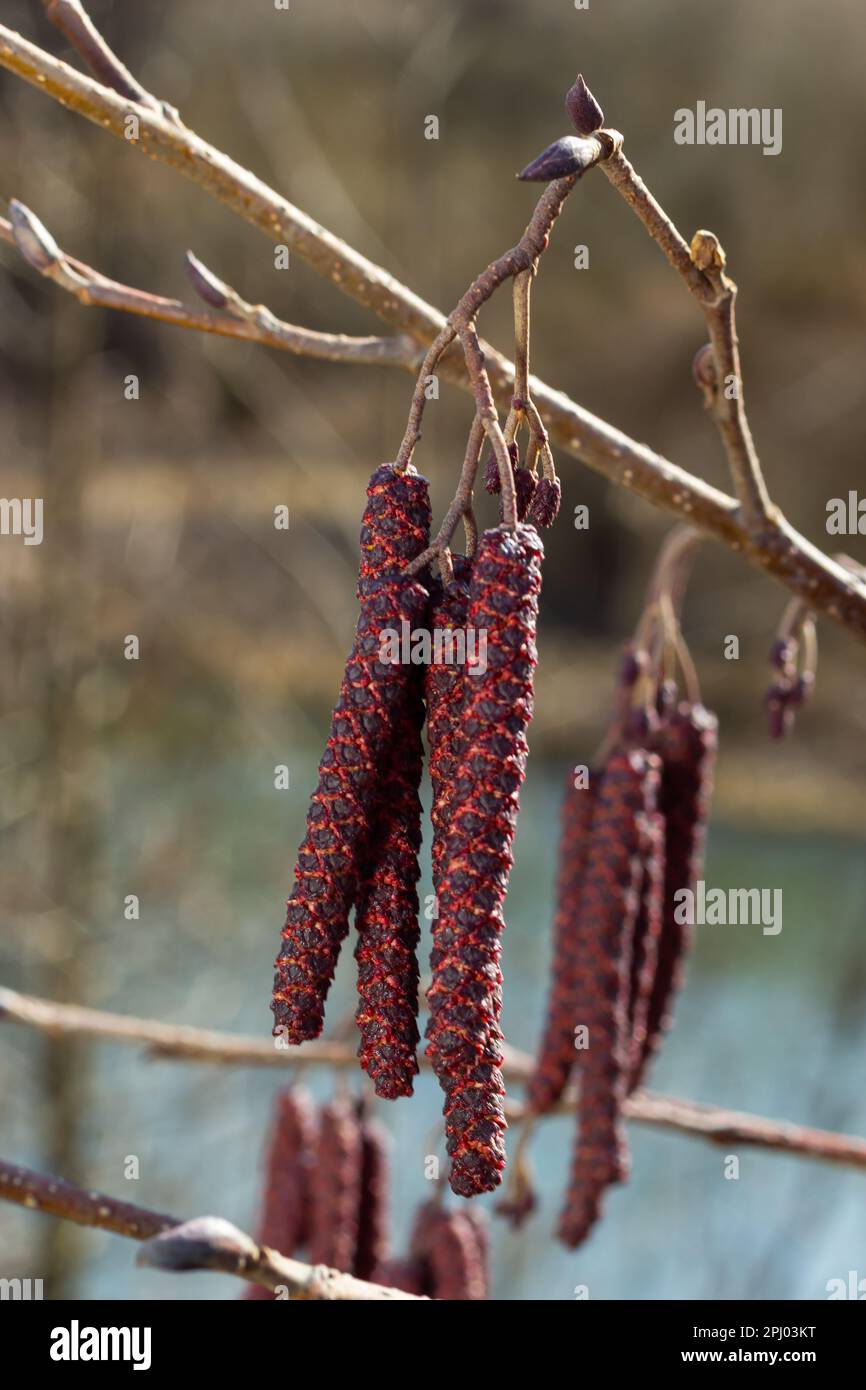 Small branch of black alder Alnus glutinosa with male catkins and ...