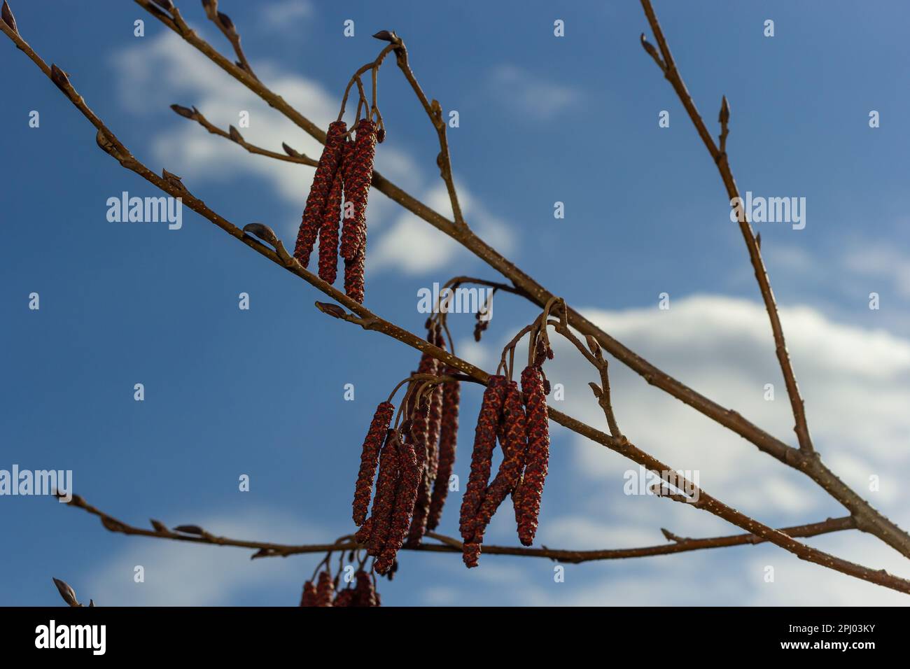 Small branch of black alder Alnus glutinosa with male catkins and ...