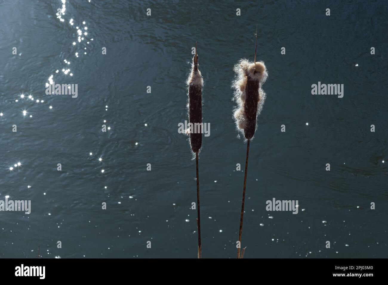 Cattails bulrush Typha latifolia beside river. Closeup of blooming ...