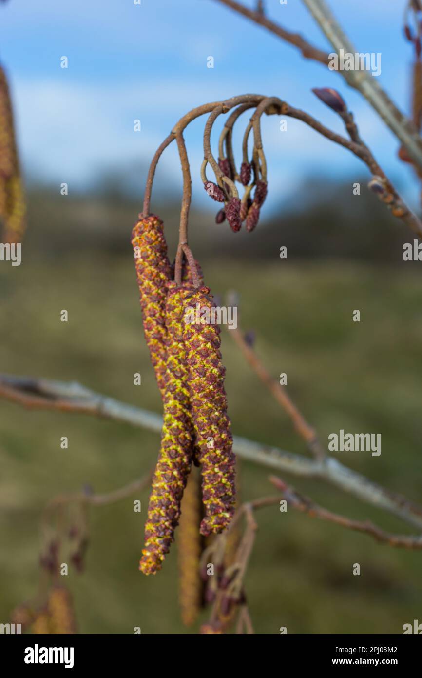 Small branch of black alder Alnus glutinosa with male catkins and ...