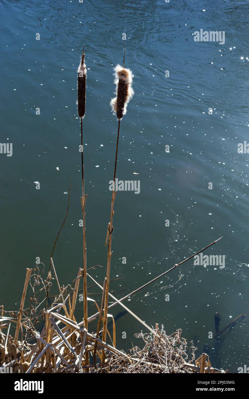Cattails bulrush Typha latifolia beside river. Closeup of blooming ...