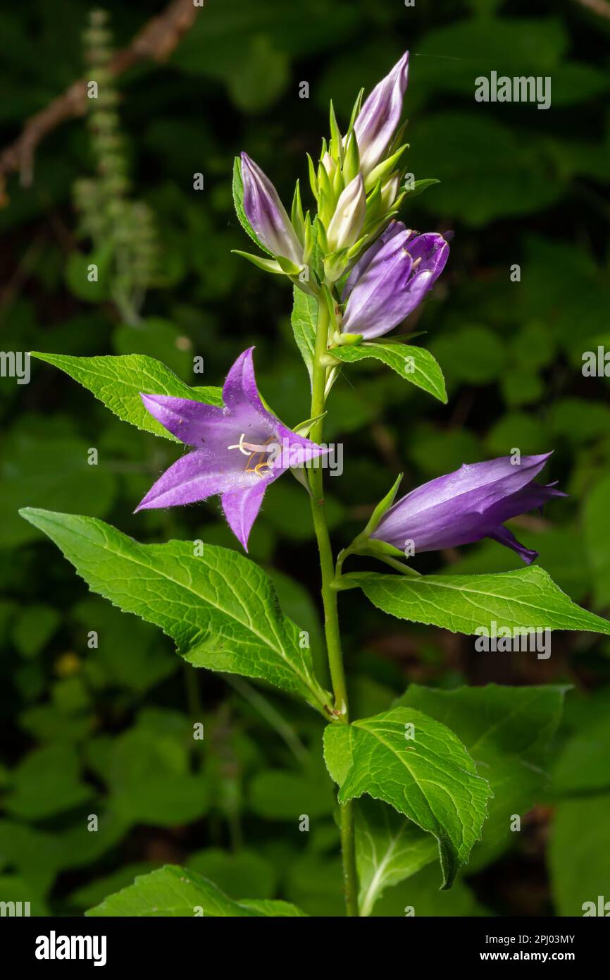 Close-up of flowering nettle-leaved bellflower on dark blurry natural ...