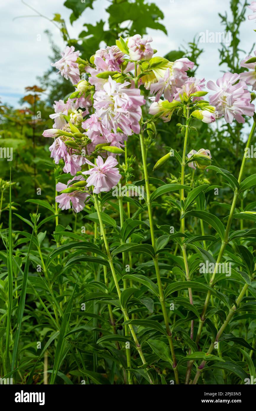 Soapwort saponaria officinalis flower hi-res stock photography and ...