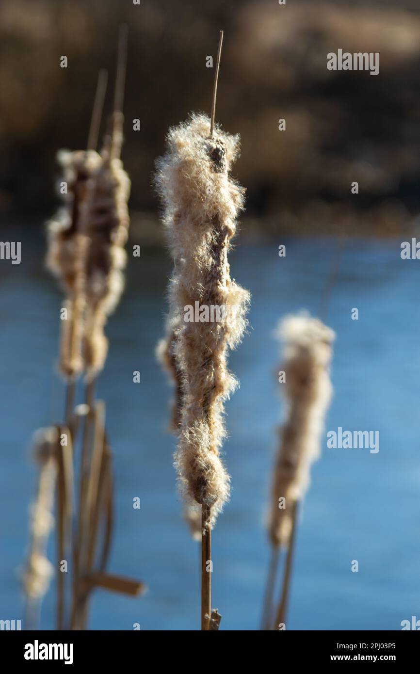 Cattails bulrush Typha latifolia beside river. Closeup of blooming ...