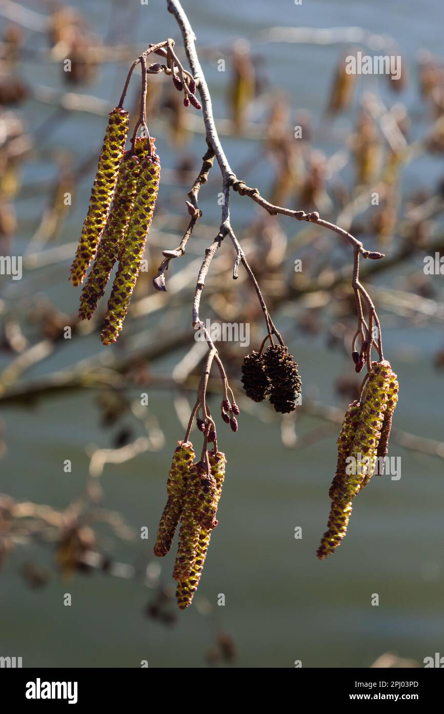 Small branch of black alder Alnus glutinosa with male catkins and ...