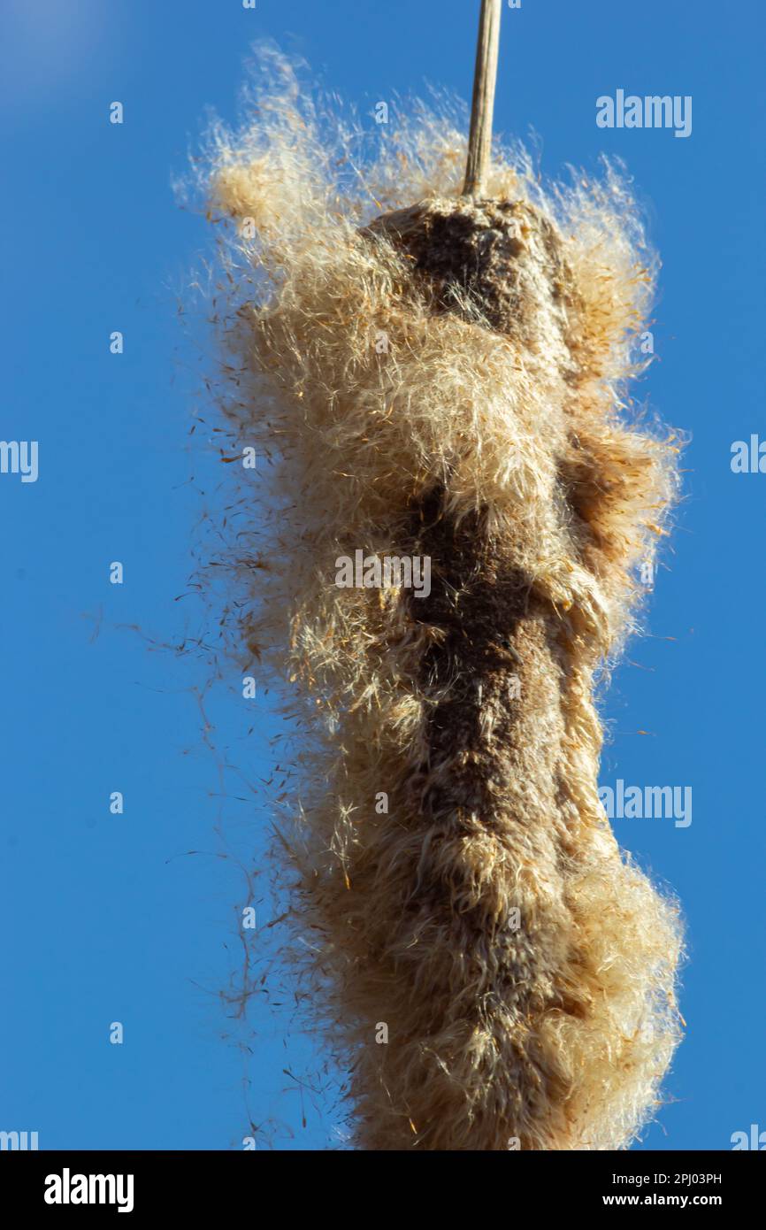 Cattails bulrush Typha latifolia beside river. Closeup of blooming ...