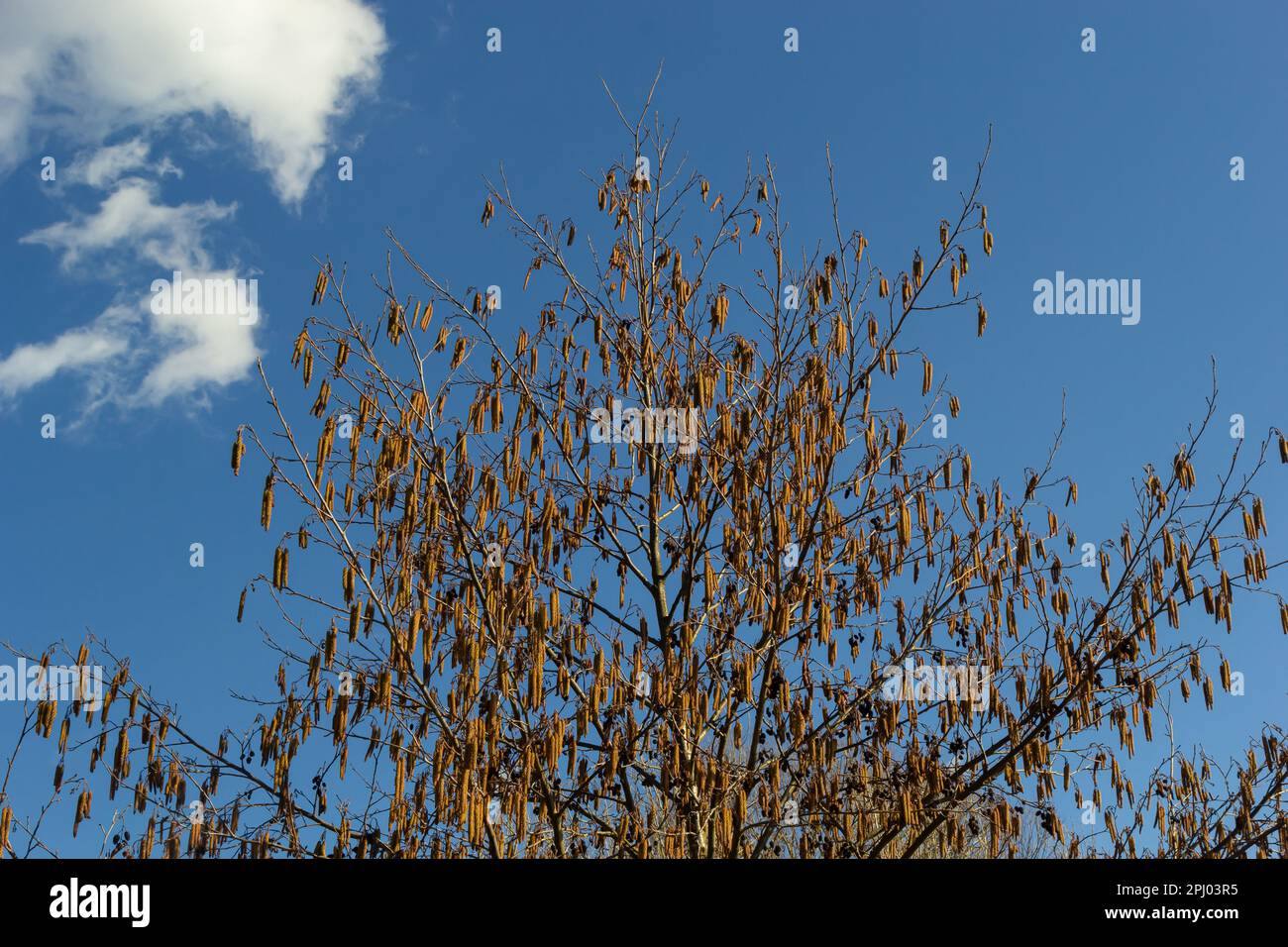 Small branch of black alder Alnus glutinosa with male catkins and ...