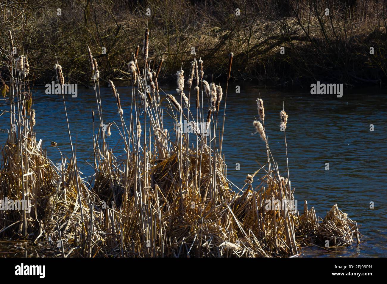 Cattails bulrush Typha latifolia beside river. Closeup of blooming ...