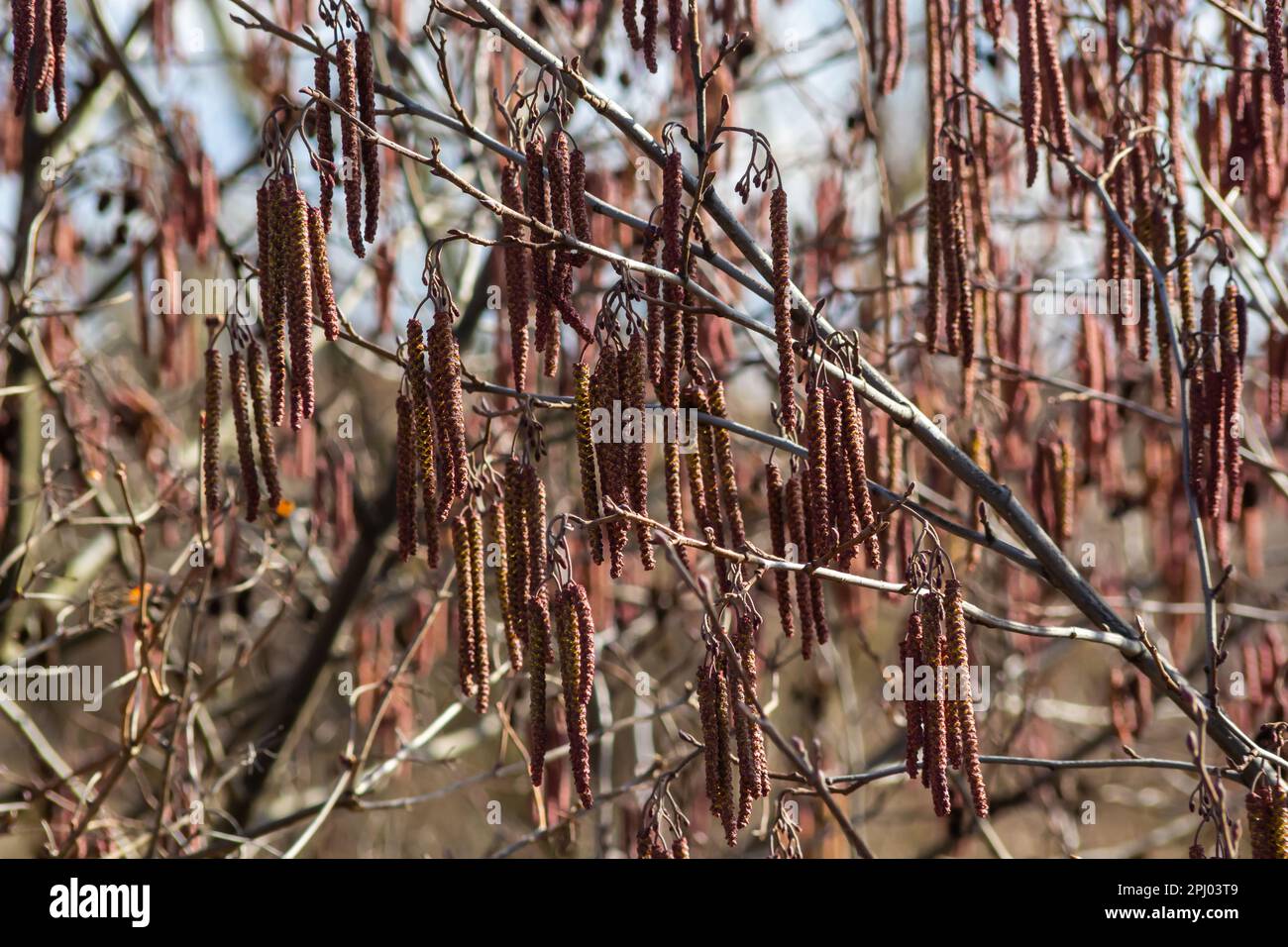Small branch of black alder Alnus glutinosa with male catkins and ...