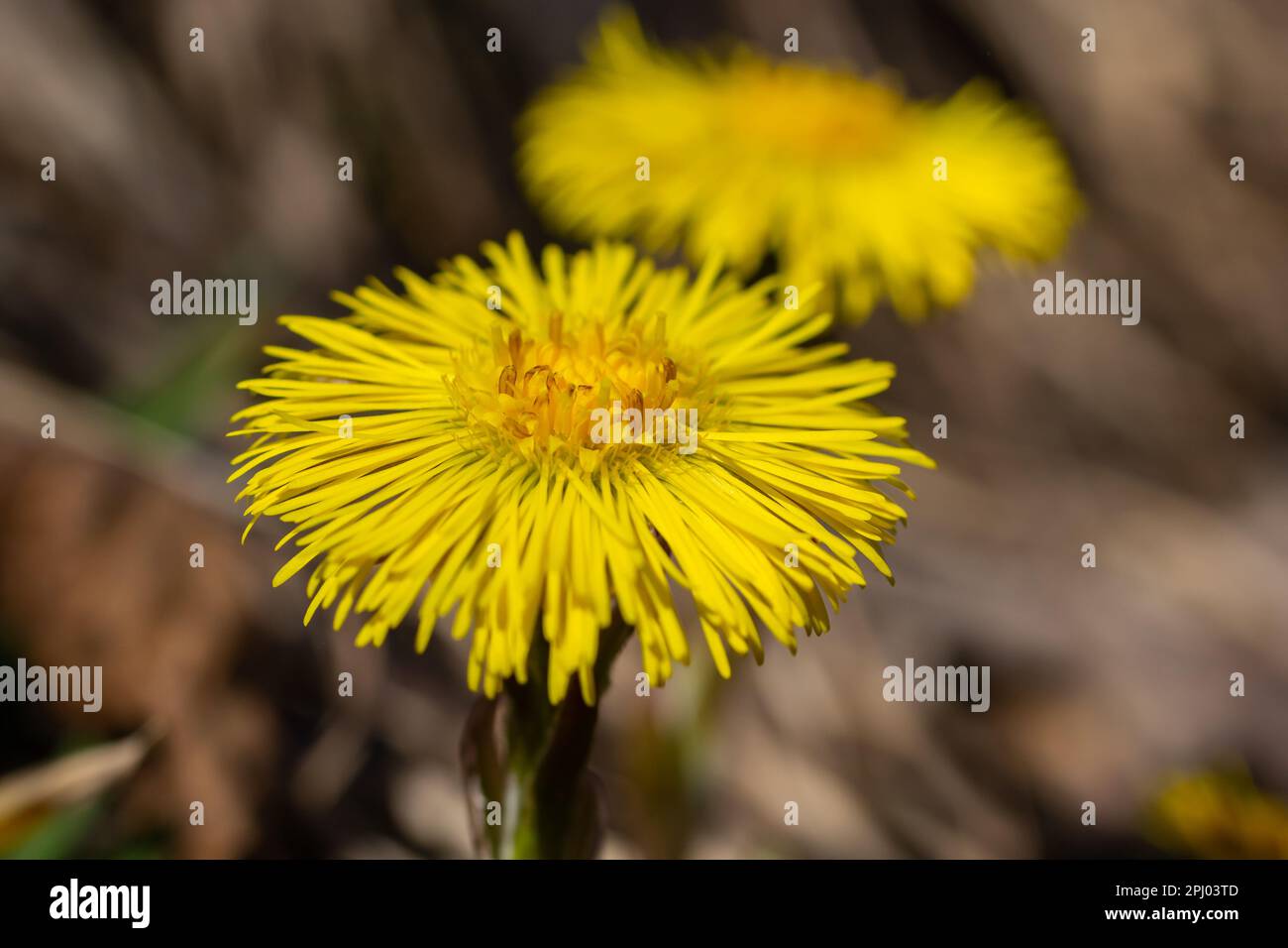 Tussilago farfara, commonly known as coltsfoot is a plant in the ...