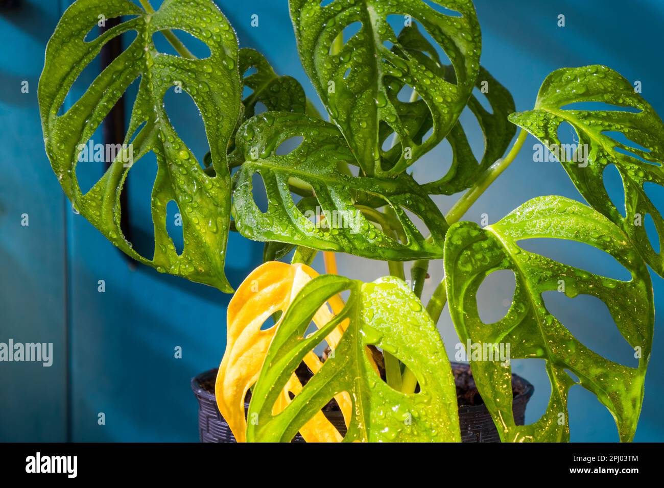 A vivid monstera plant in a black pot, set against a dramatic dark blue ...