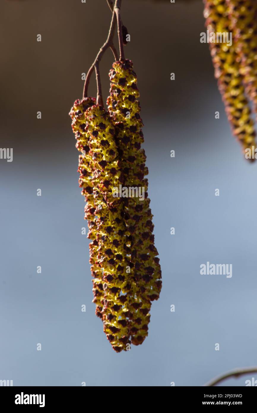 Small branch of black alder Alnus glutinosa with male catkins and ...