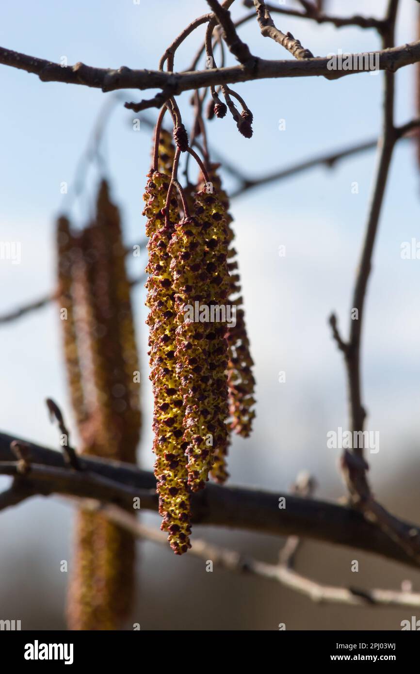 Small branch of black alder Alnus glutinosa with male catkins and ...