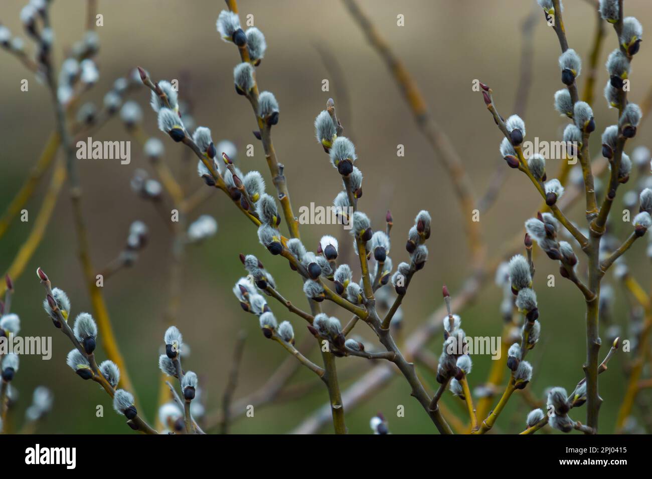 Willow Salix caprea branch with coats, fluffy willow flowers. Easter ...