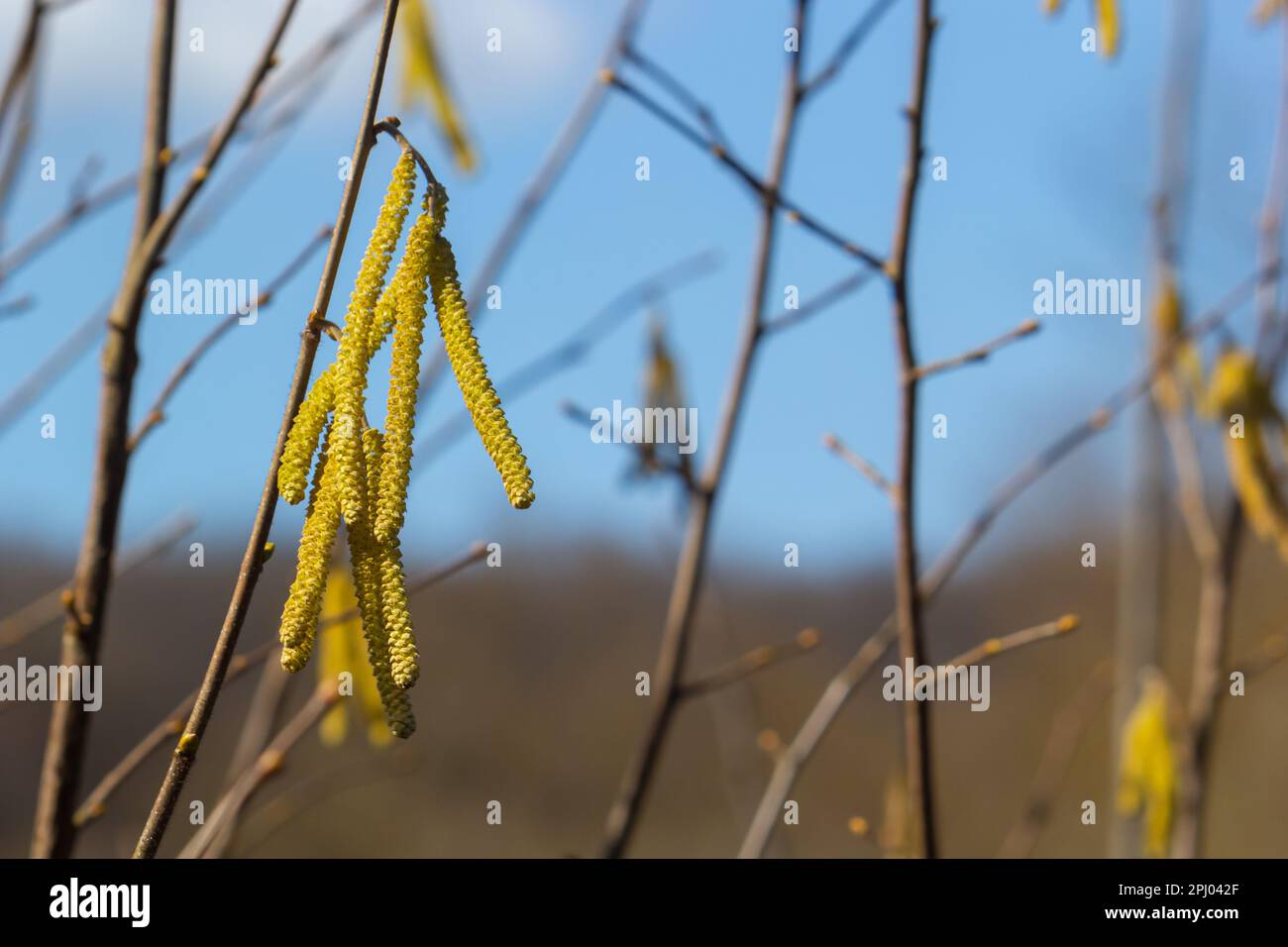 First signs of spring. Hazel, European filbert Corylus avellana opened ...