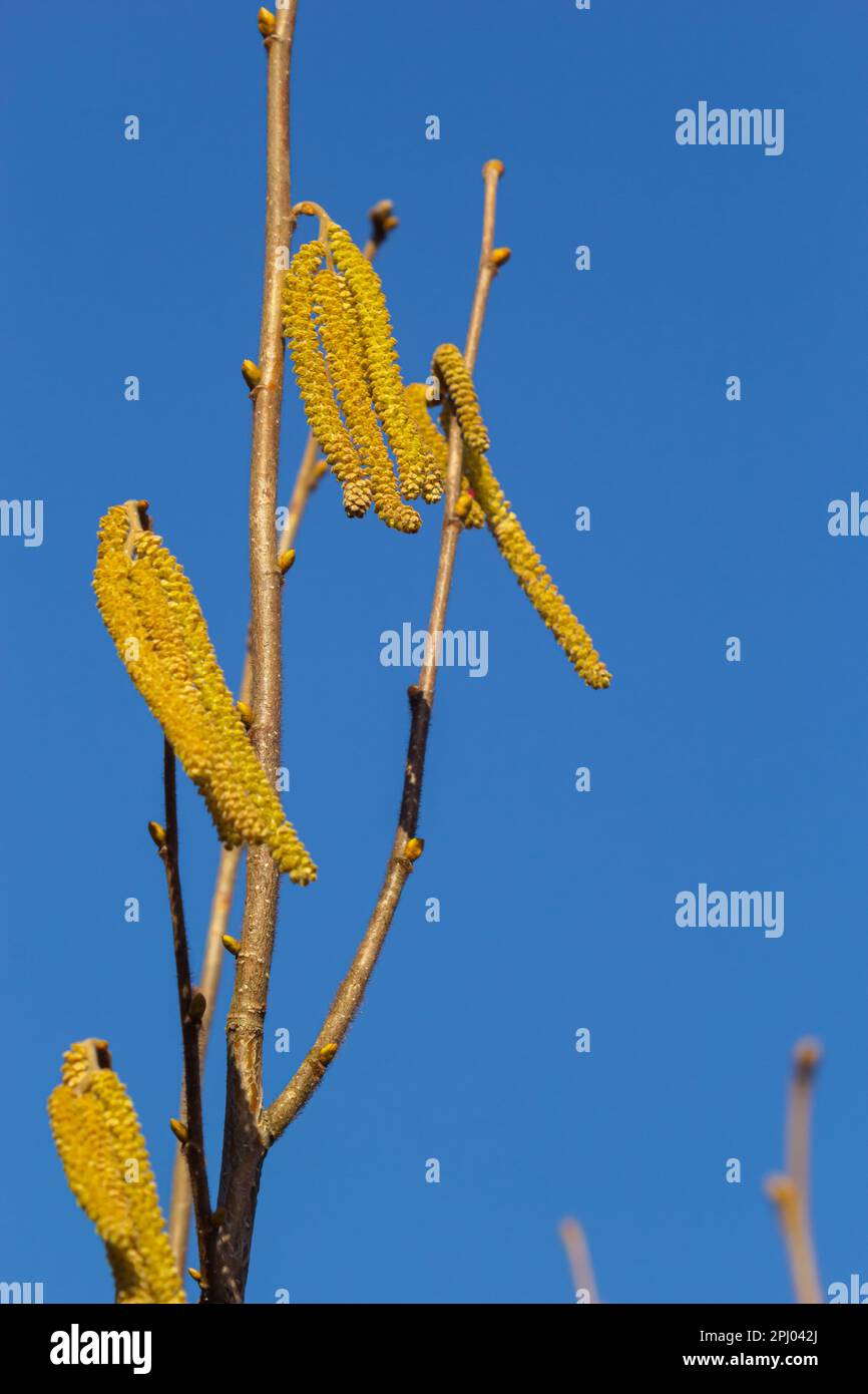 First signs of spring. Hazel, European filbert Corylus avellana opened ...
