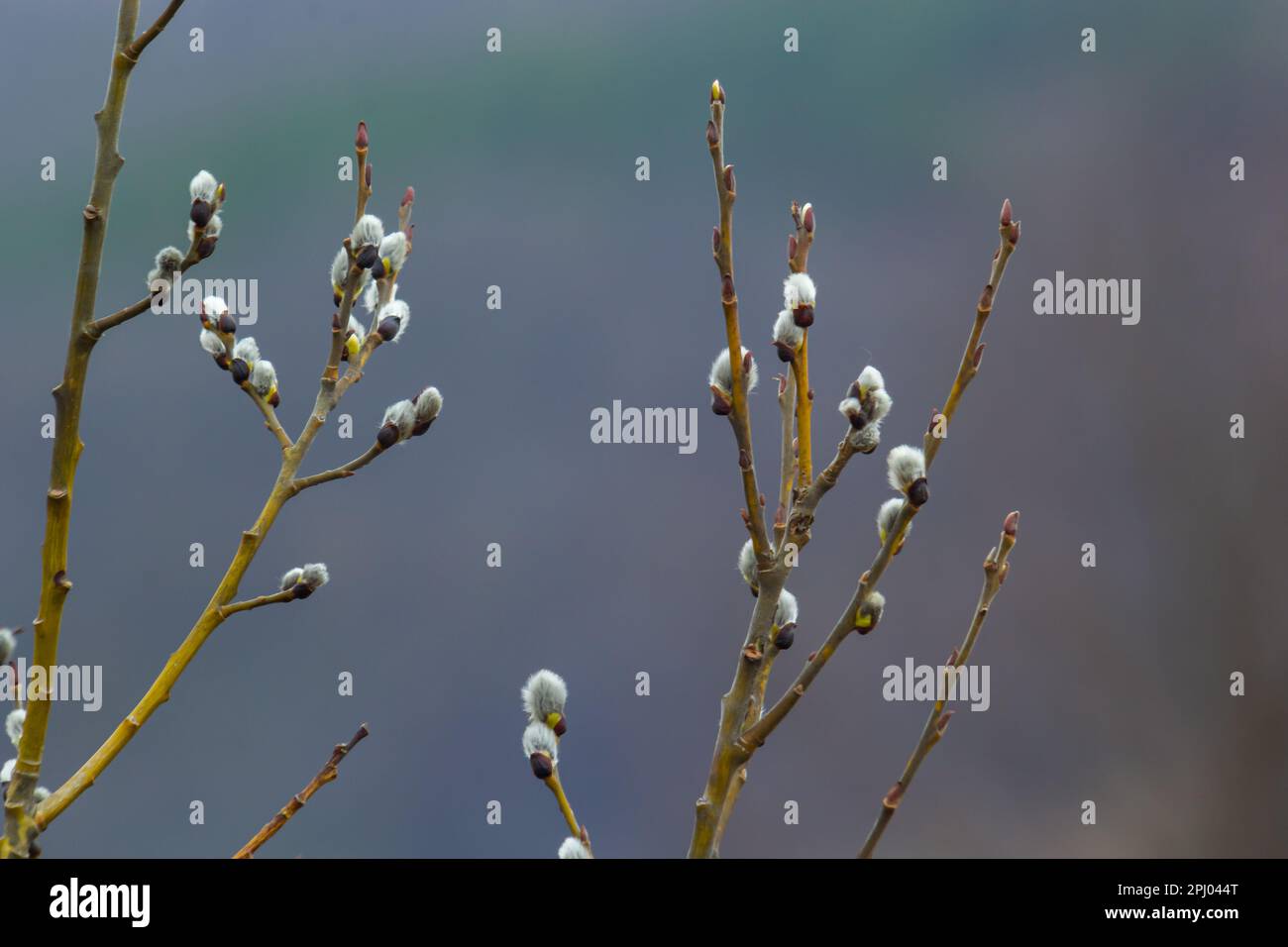 Willow Salix caprea branch with coats, fluffy willow flowers. Easter ...