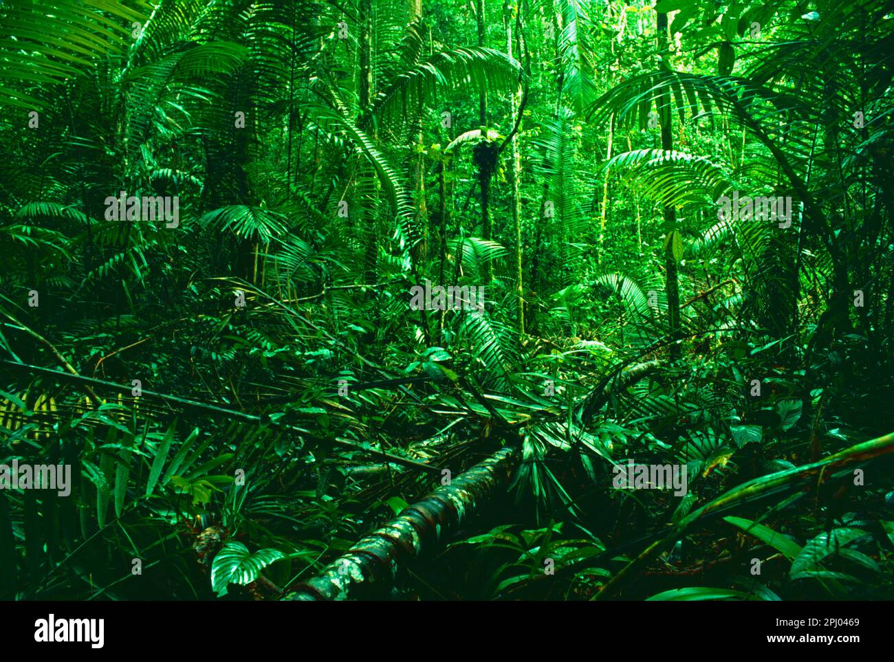 Interior of rainforest, Amazonas, Brazil Stock Photo - Alamy