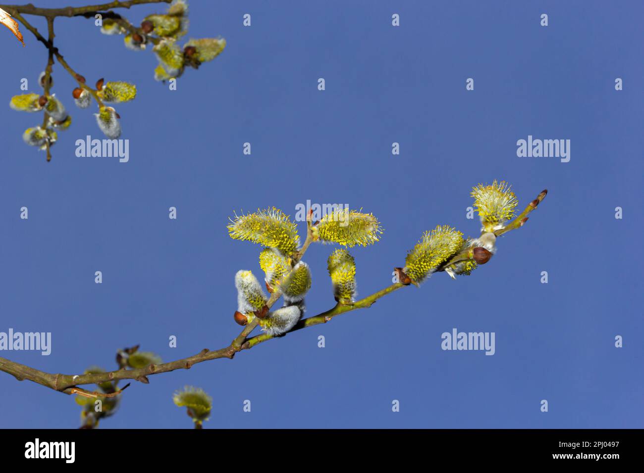 Willow Salix caprea branch with coats, fluffy willow flowers. Easter ...
