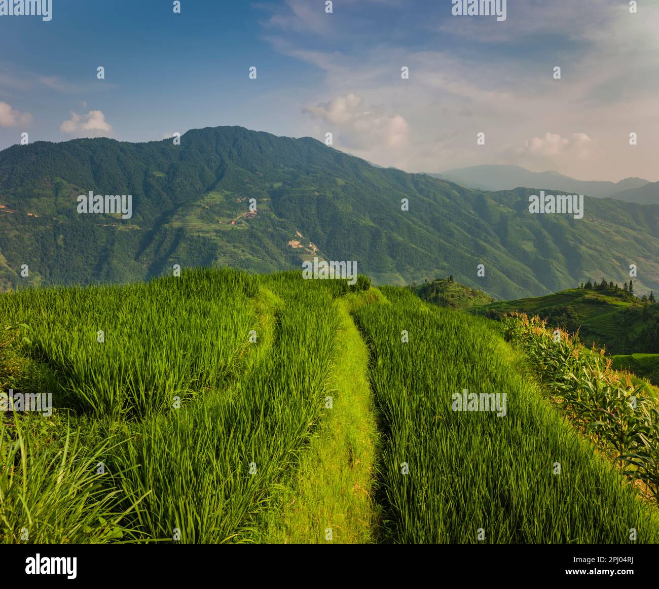 Rice Terrace, Dragon's Backbone, Longji, China Stock Photo - Alamy