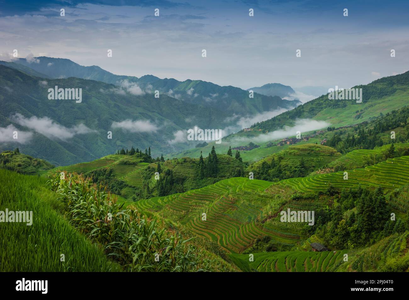 Rice Terrace, Dragon's Backbone, Longji, China Stock Photo - Alamy