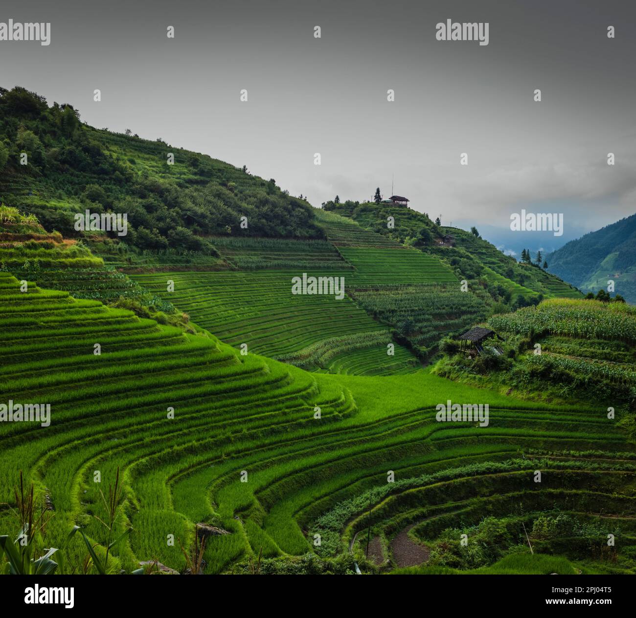 Rice Terrace, Dragon's Backbone, Longji, China Stock Photo - Alamy