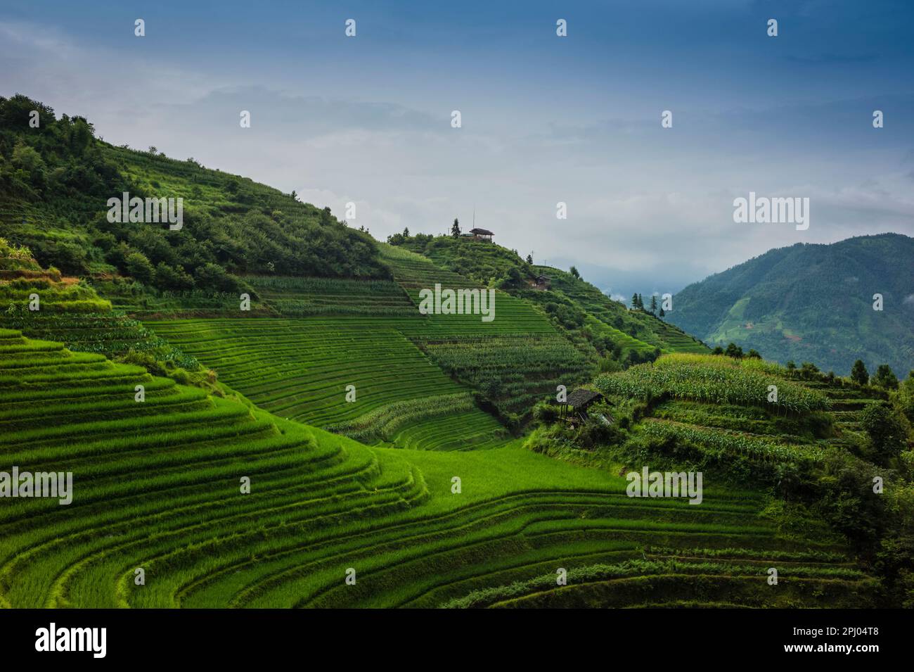 Rice Terrace, Dragon's Backbone, Longji, China Stock Photo - Alamy