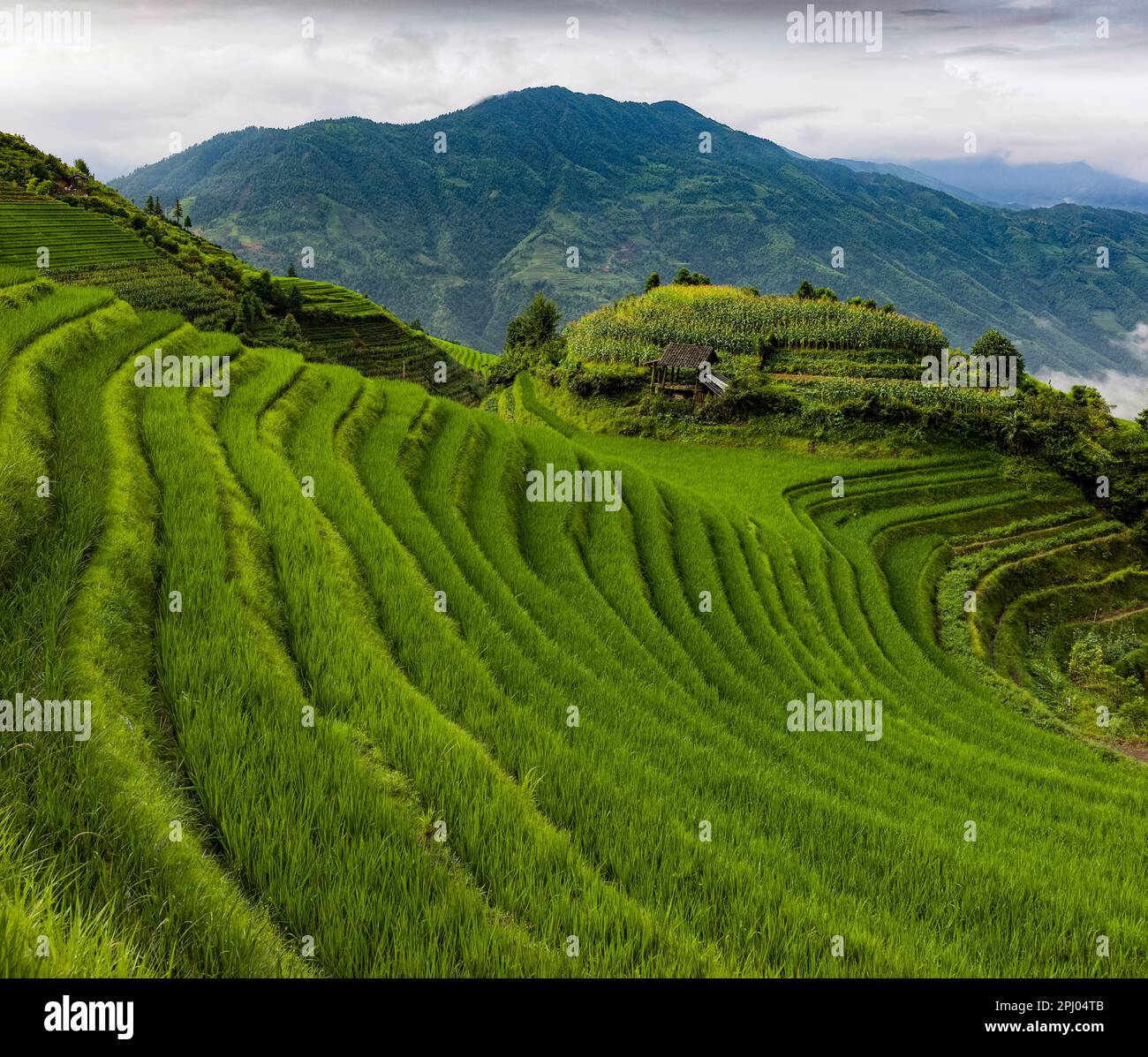 Rice Terrace, Dragon's Backbone, Longji, China Stock Photo - Alamy