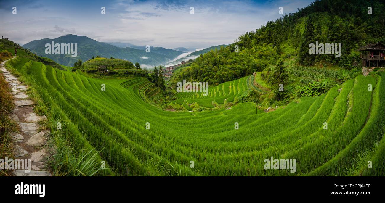 Rice Terrace, Dragon's Backbone, Longji, China Stock Photo - Alamy