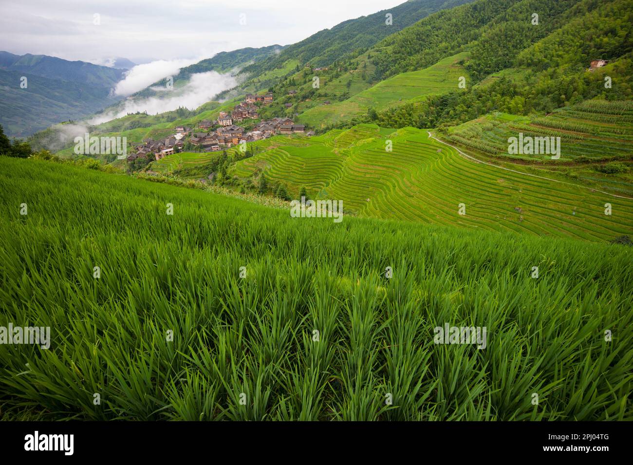 Rice Terrace, Dragon's Backbone, Longji, China Stock Photo - Alamy
