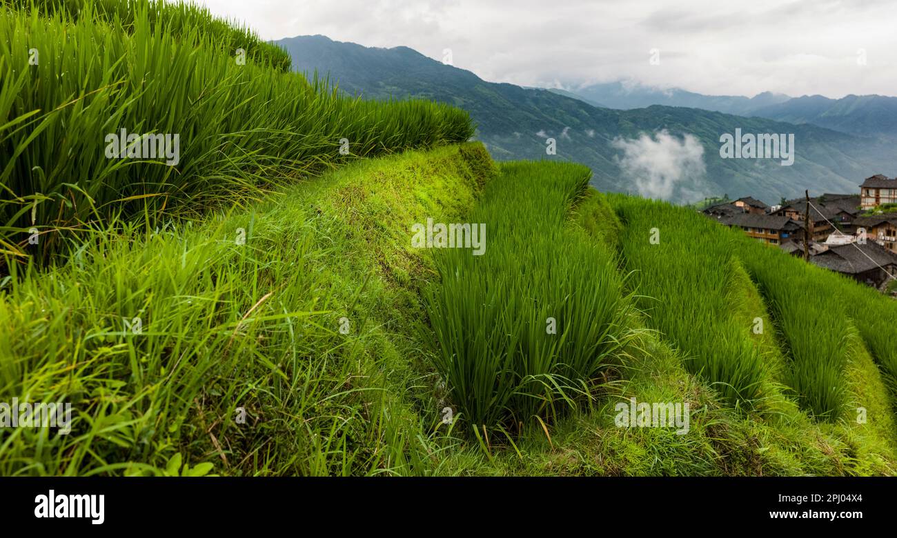 Rice Terrace, Dragon's Backbone, Longji, China Stock Photo - Alamy