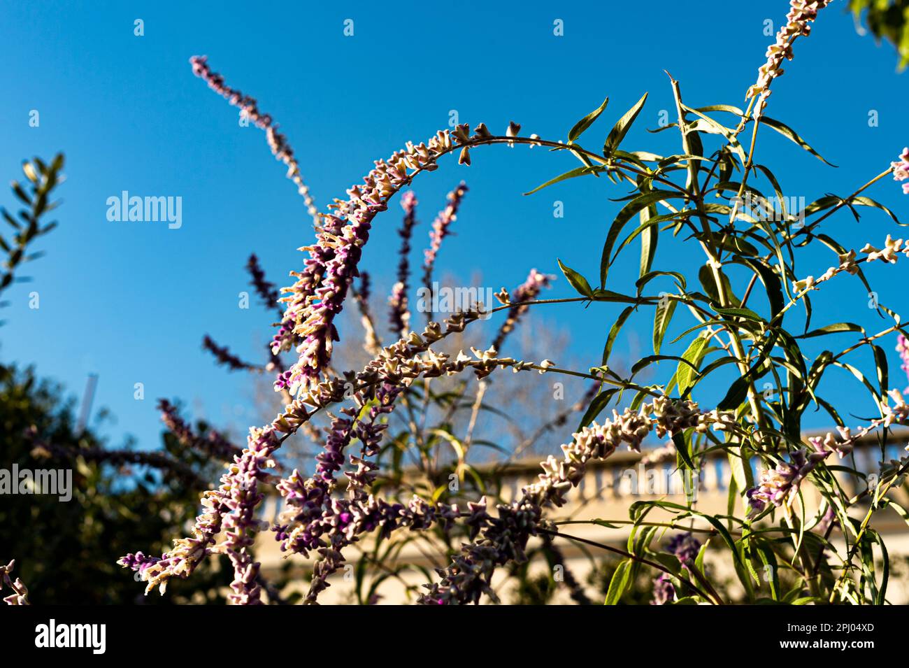 Buddleia hedge and blue sky. Buddleia branches in bloom in a public ...