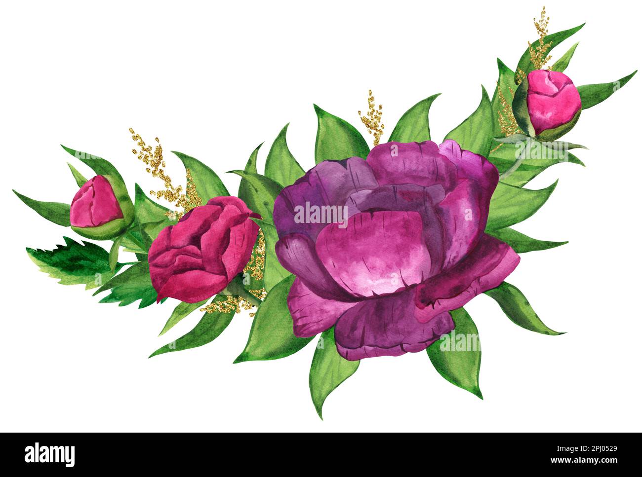 Hand drawn watercolor bouquet with violet peonies and pink roses, green ...