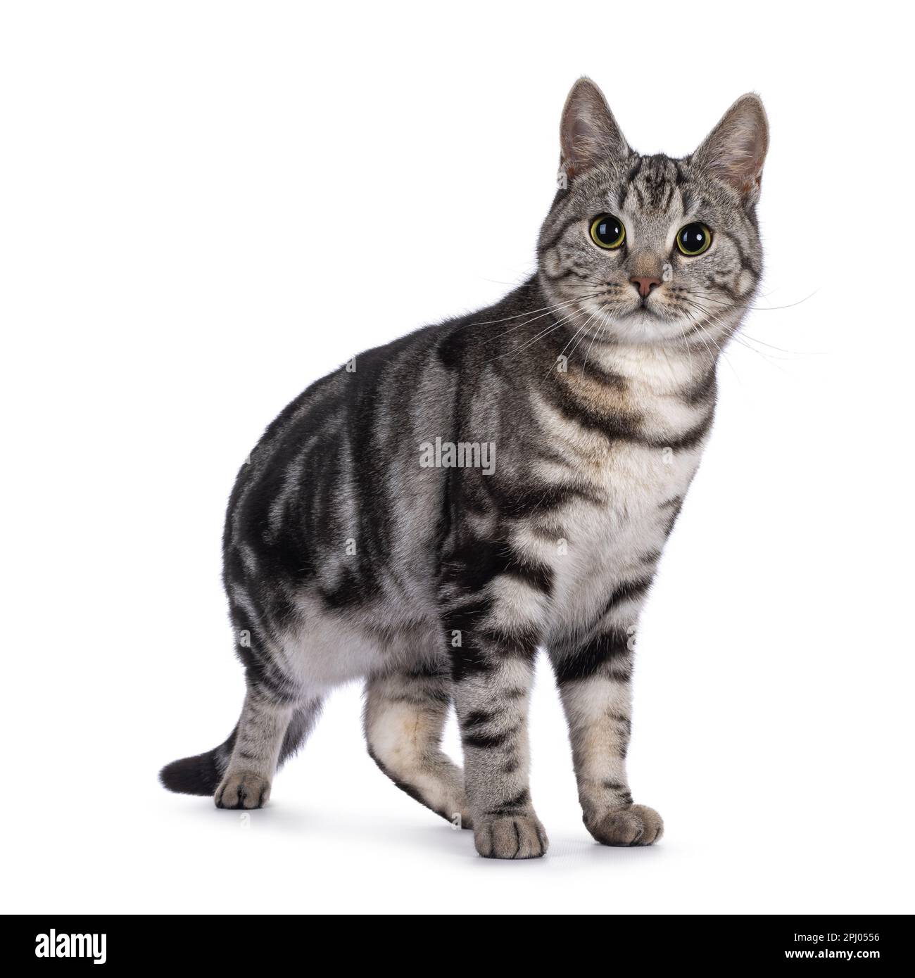 Adorable female young European Shorthair cat, standing up side ways ...