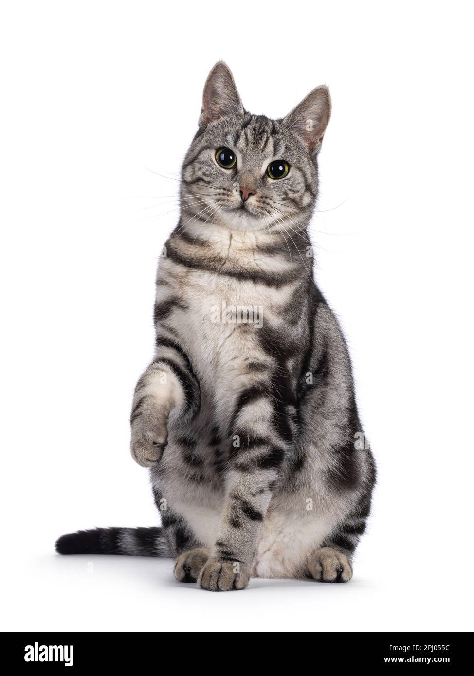 Adorable female young European Shorthair cat, sitting up facing front ...