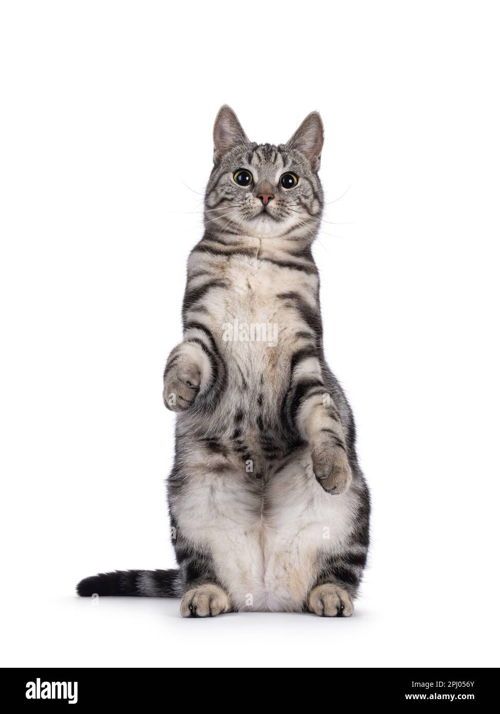 Sitting Cat Front Short Hair