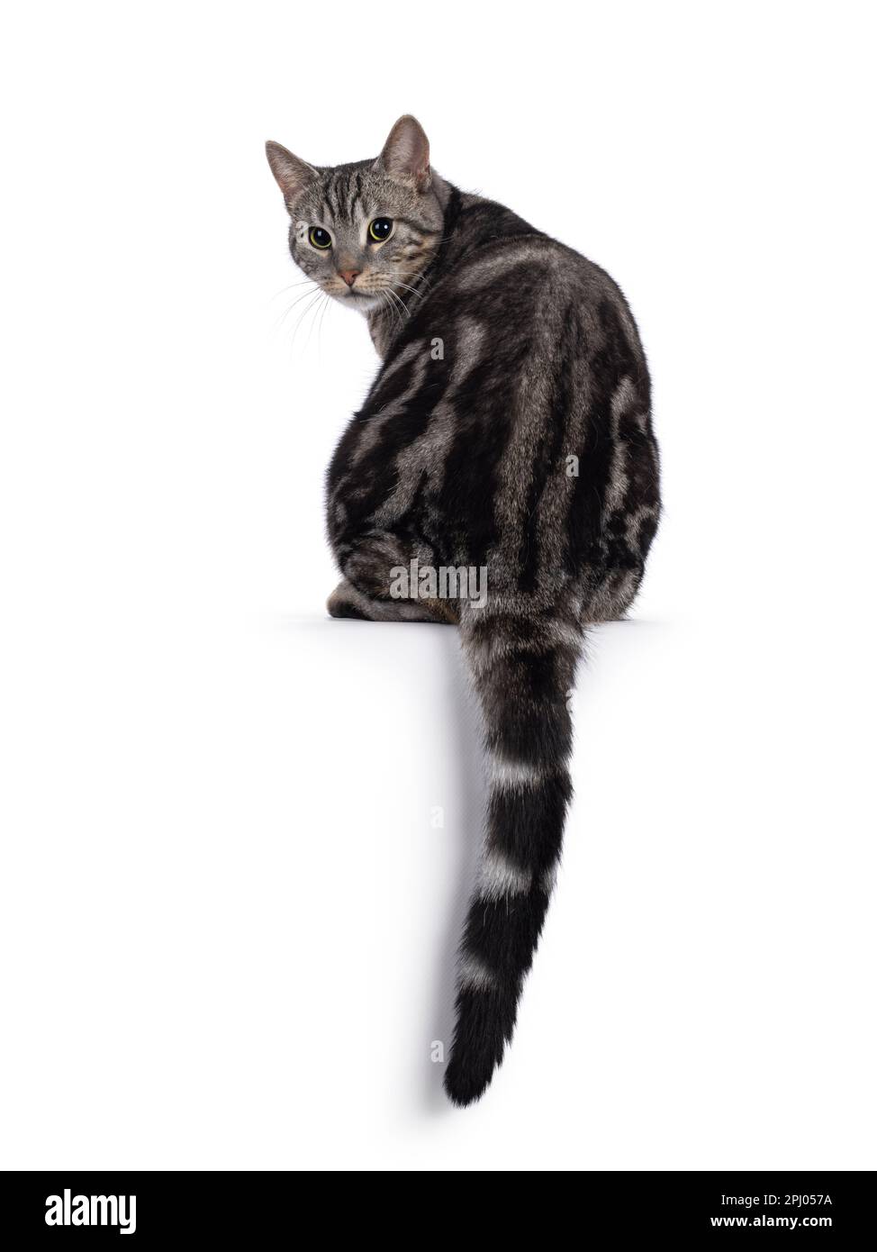 Adorable male young European Shorthair cat, sitting up backwards on ...