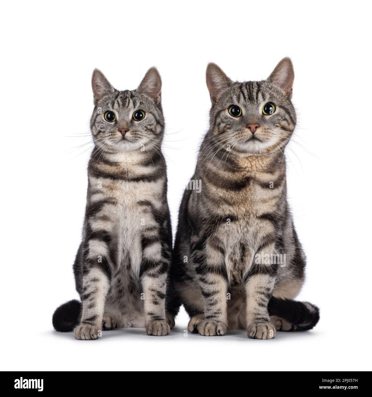 Adorable male and female young European Shorthair cats, sitting up ...