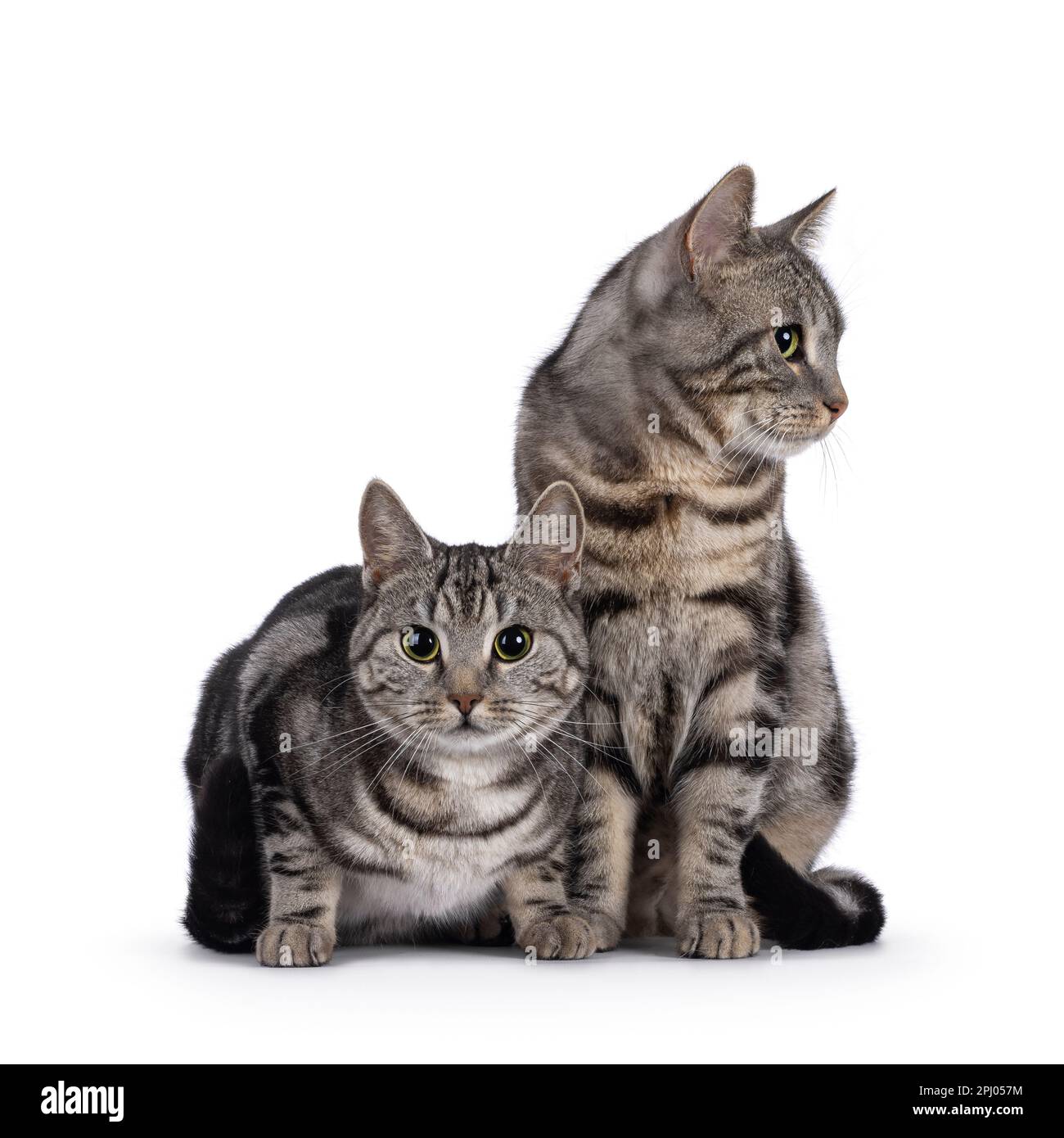 Adorable male and female young European Shorthair cats, sitting up and ...