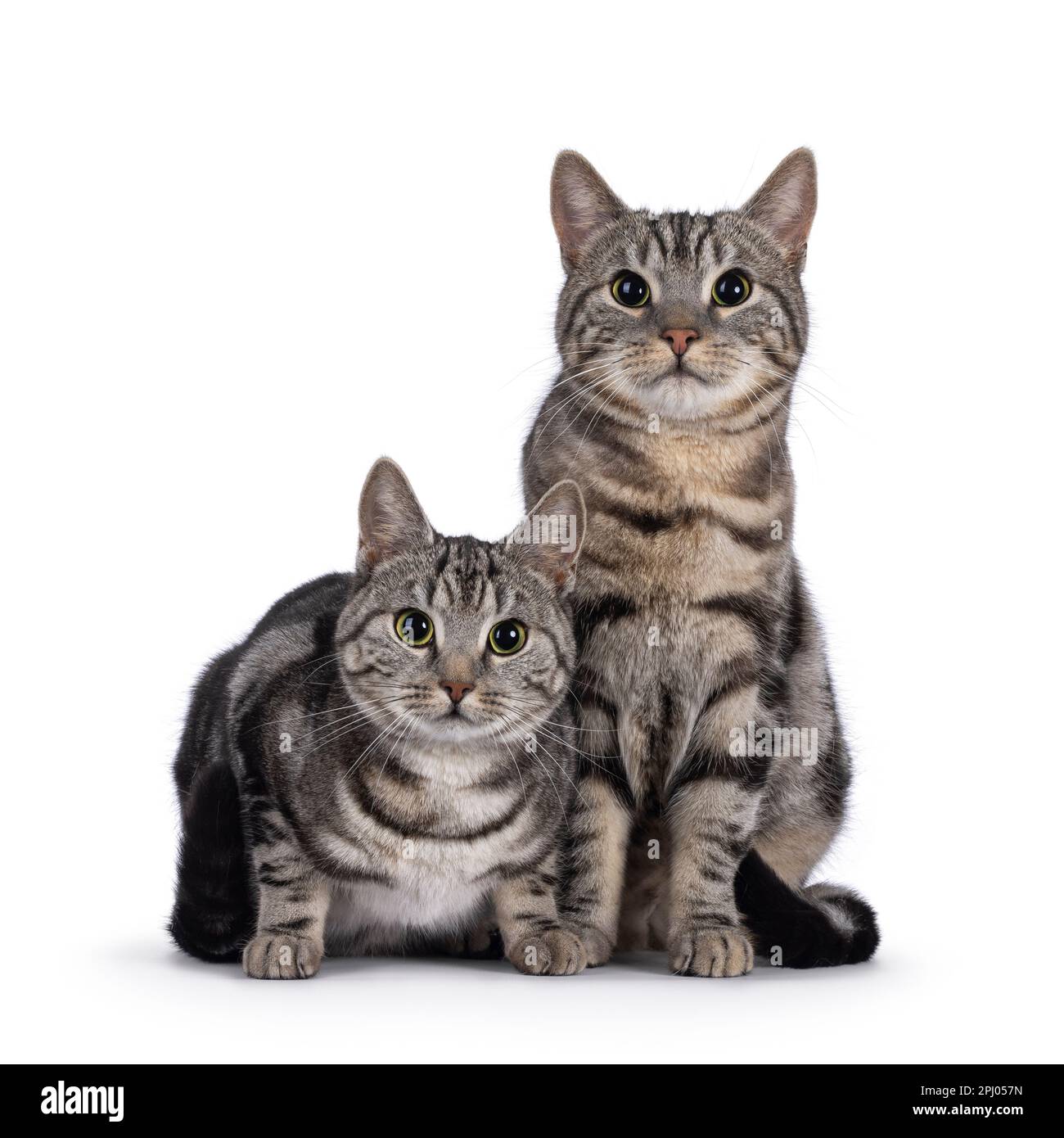 Adorable male and female young European Shorthair cats, sitting up and ...