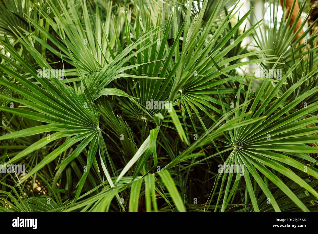 Low palm tree with large green leaves in a flowering tropical park ...