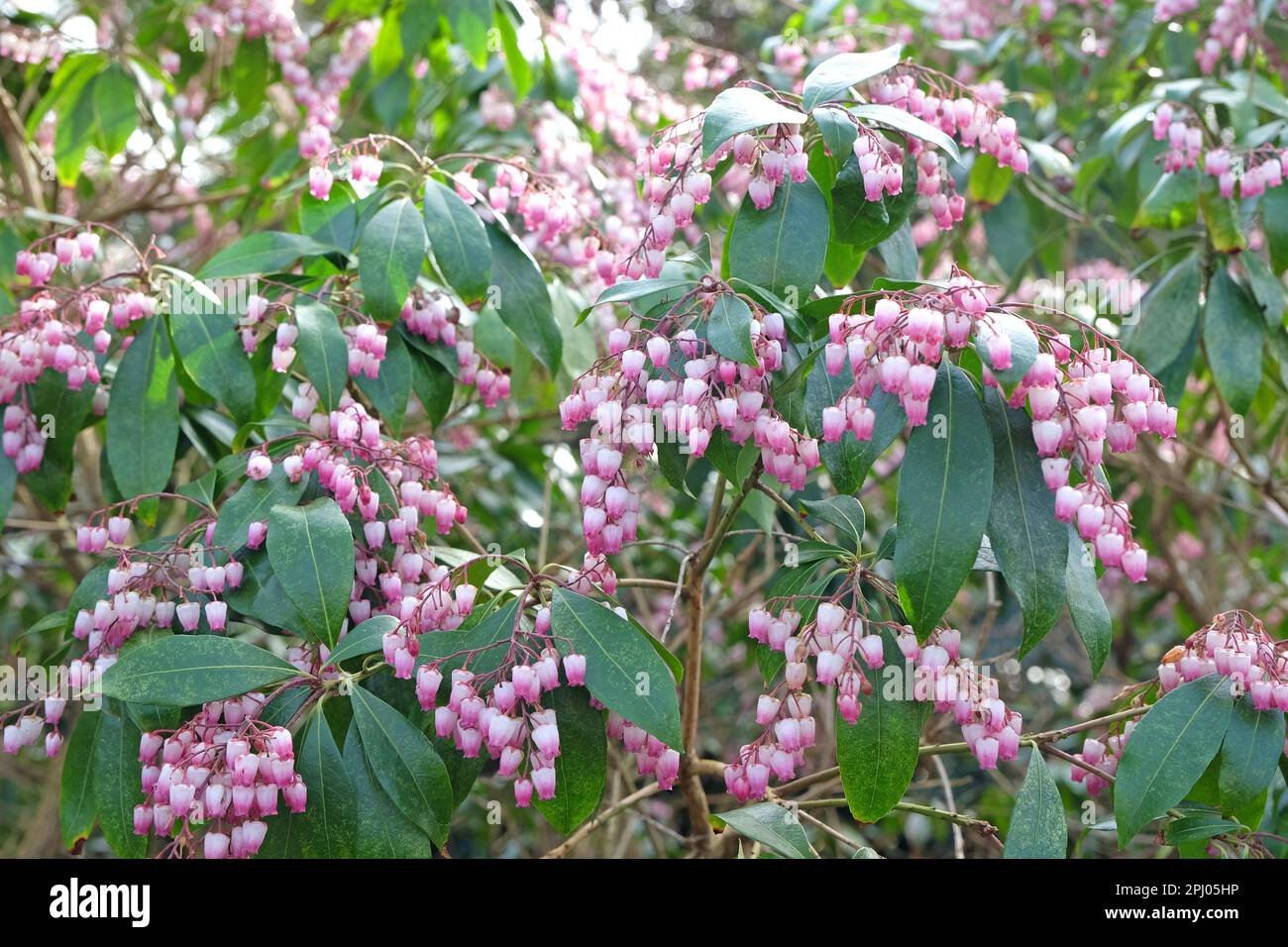 Lily valley pink flowers hi-res stock photography and images - Alamy