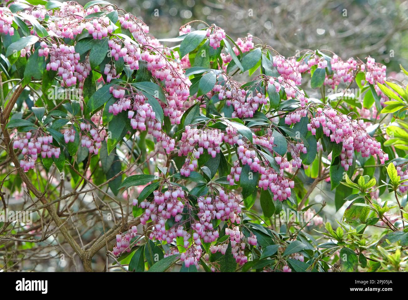 Lily valley pink flowers hi-res stock photography and images - Alamy