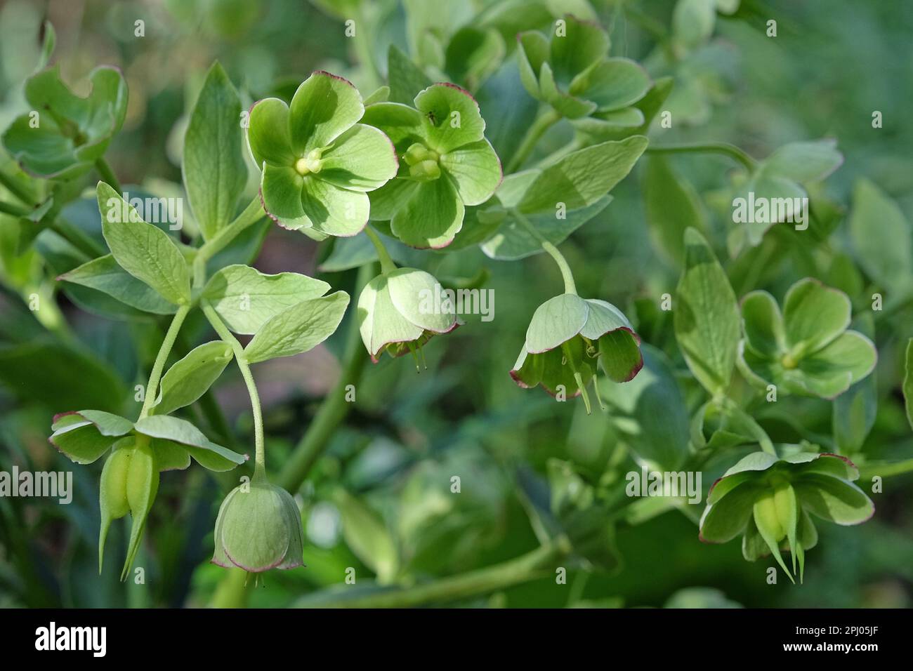 Yellow wilgenbroek hi-res stock photography and images - Alamy