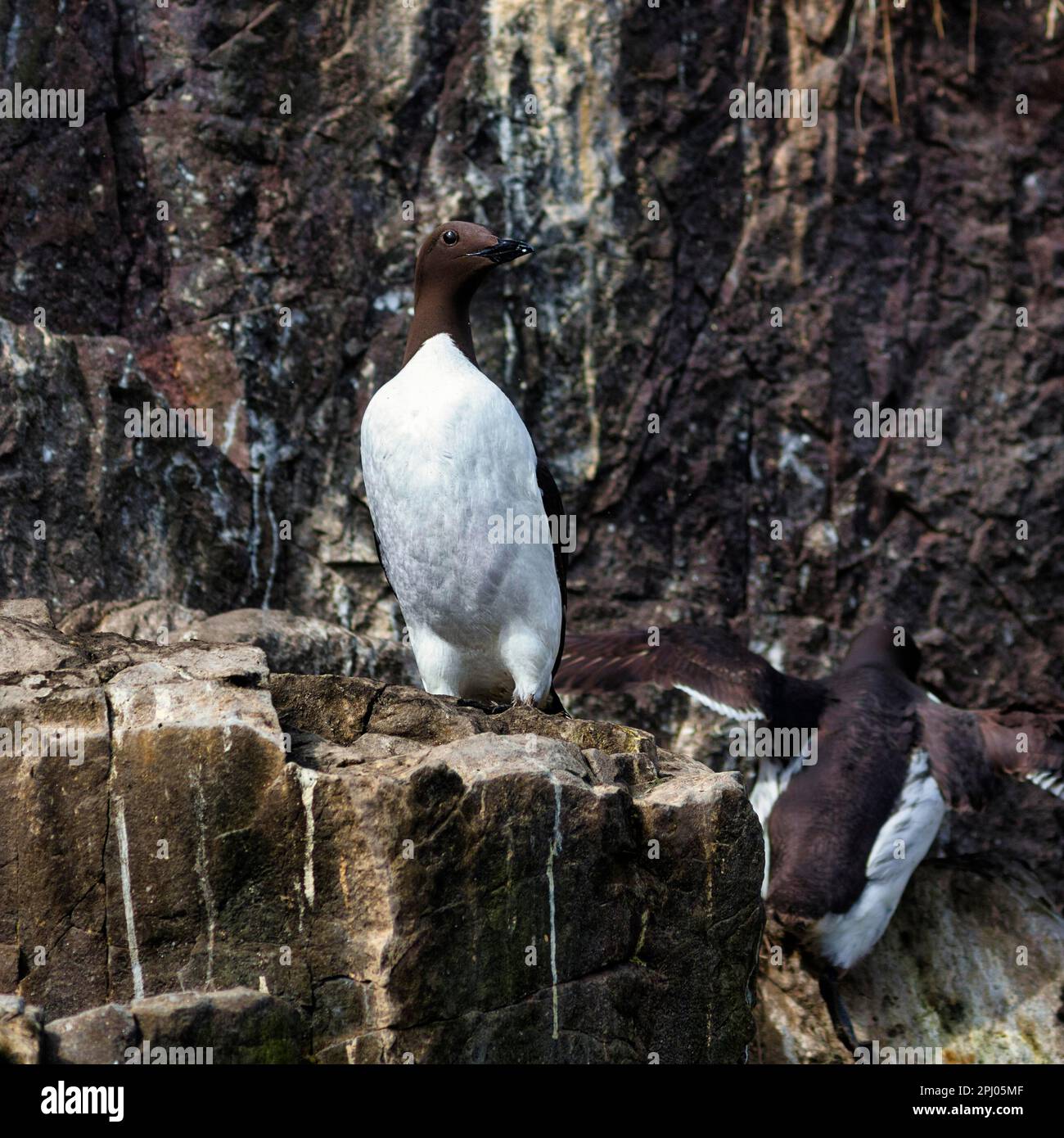 Farne islands archipelago hi-res stock photography and images - Alamy