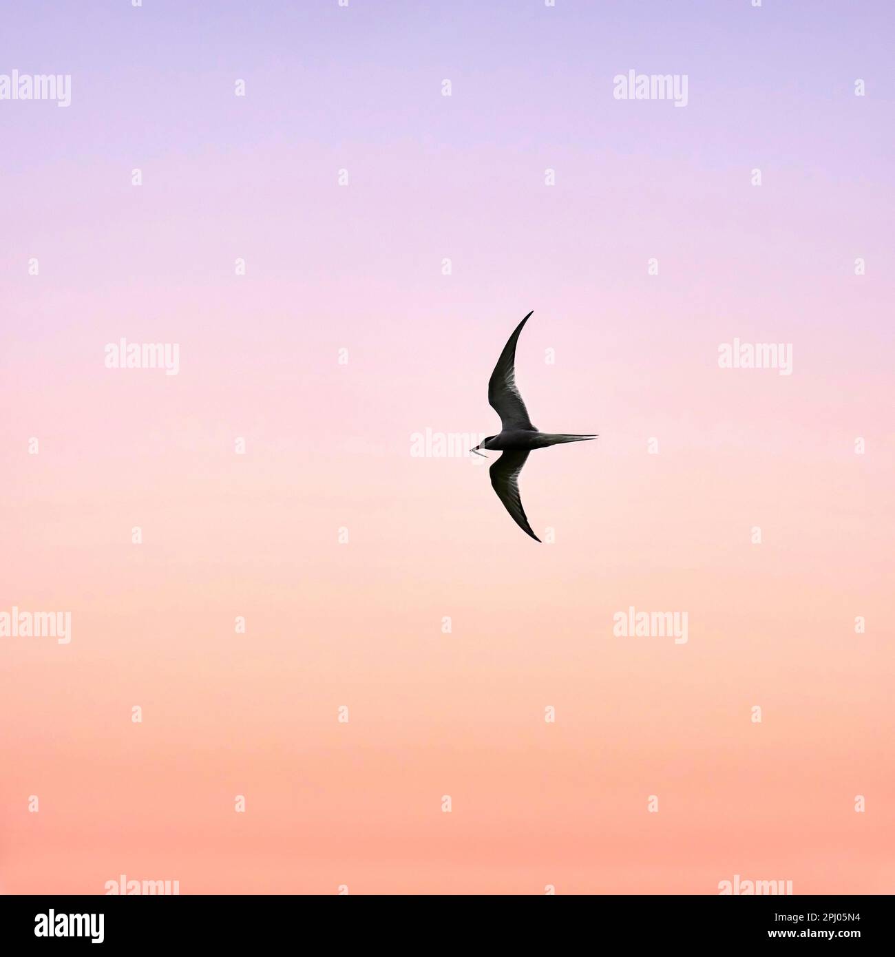 Arctic tern (Sterna paradisaea) flying in the evening sky, sand eel ...