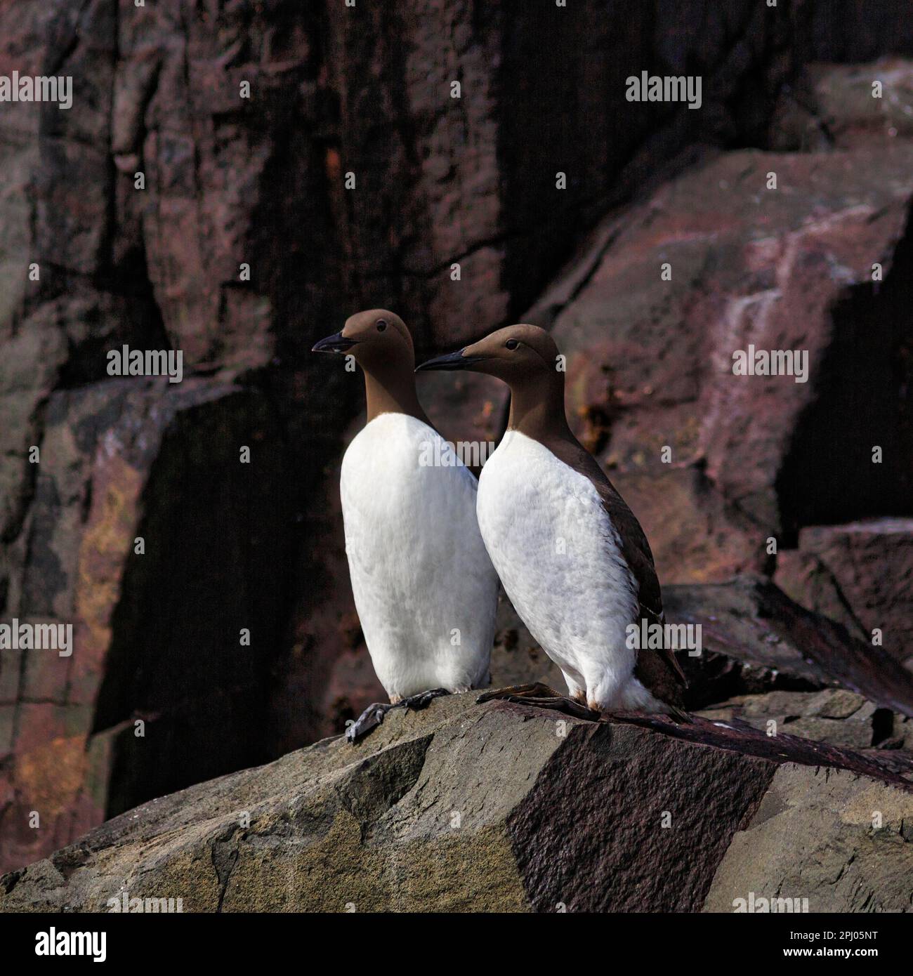 Common guillemots (Uria aalge), pair on rocks, Staple Island ...
