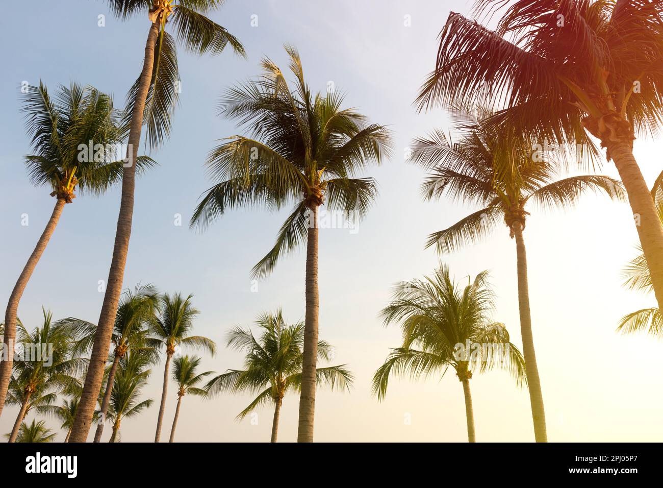 Coconut Palm Trees Bottom Up View in Backlit Stock Photo - Alamy